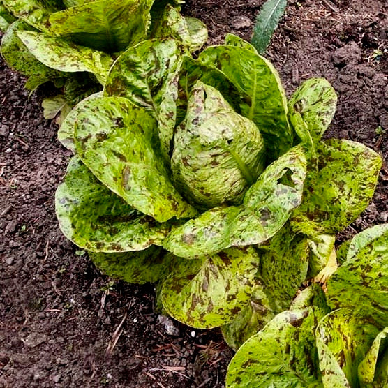 Lettuce - Freckles – Stoner Seed Co.