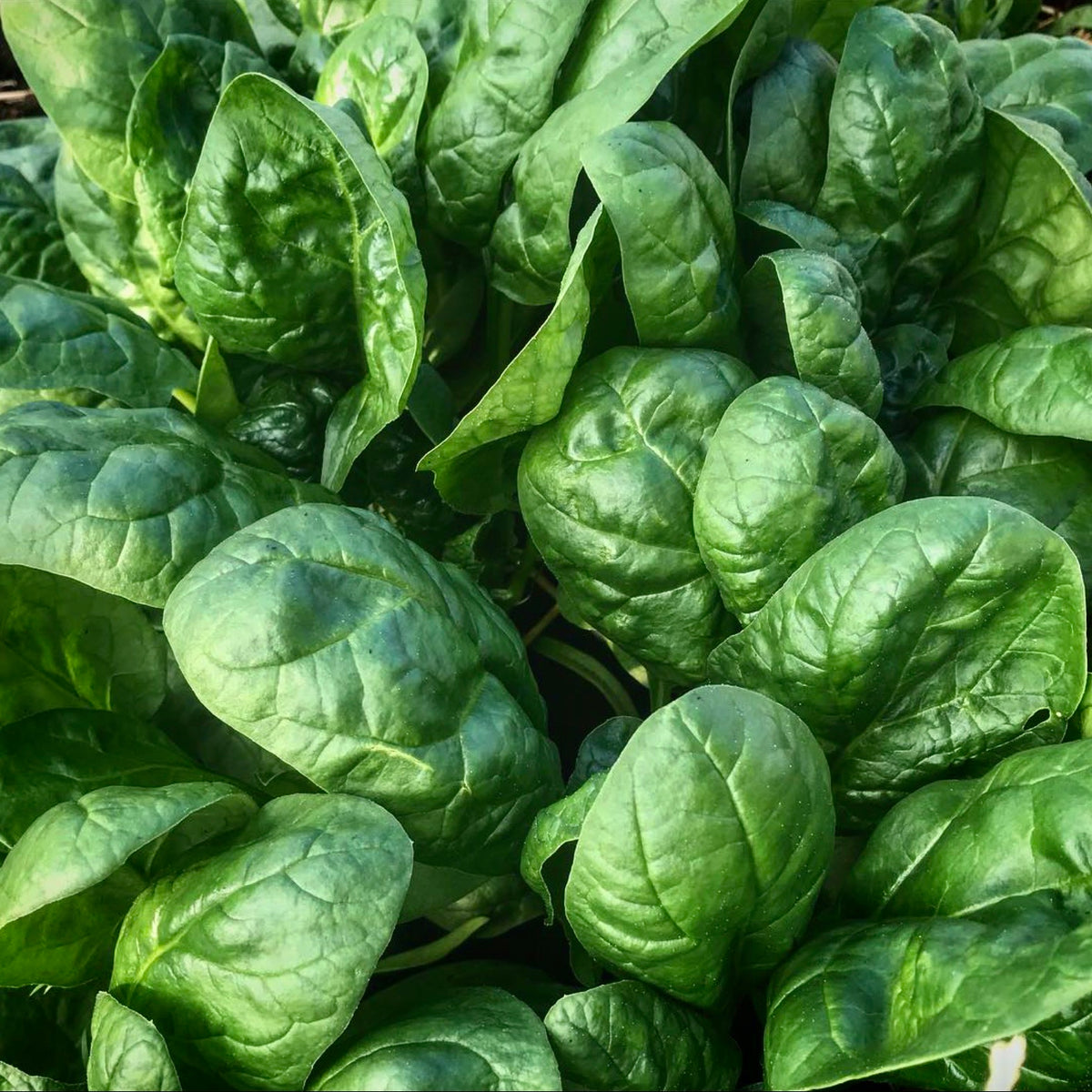 Spinach - Giant Winter – Stoner Seed Co.