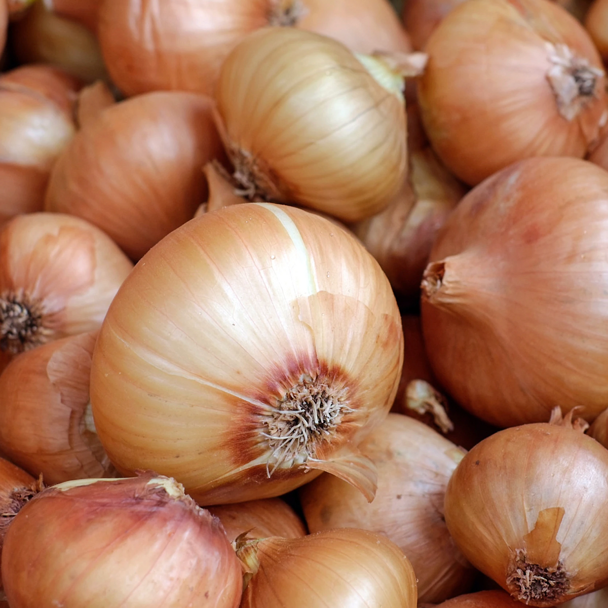 Onion - Gold Coin – Stoner Seed Co.