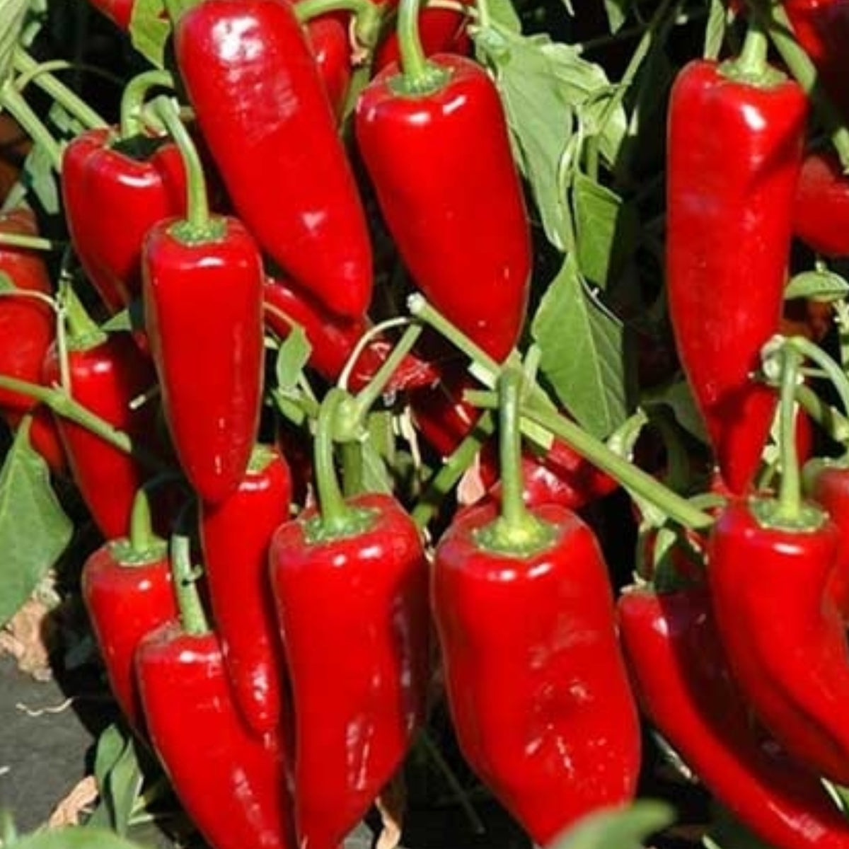 Sweet Pepper - Marconi Rosso – Stoner Seed Co.