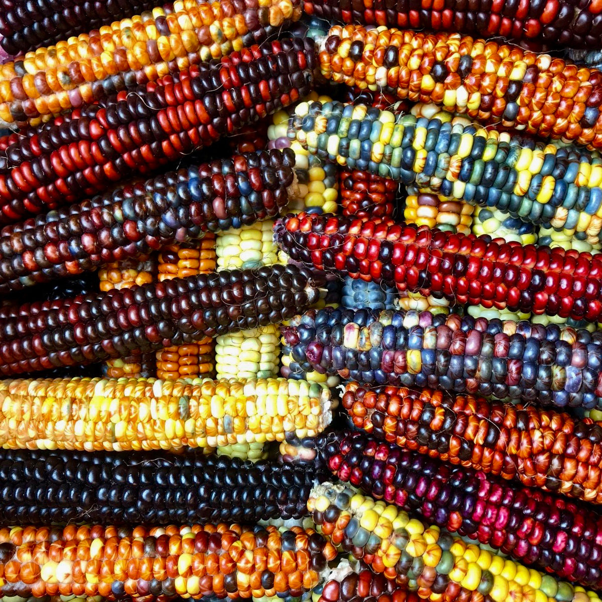 Corn - Painted Mountain – Stoner Seed Co.