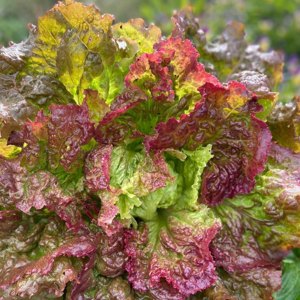 Lettuce - Prizehead – Stoner Seed Co.