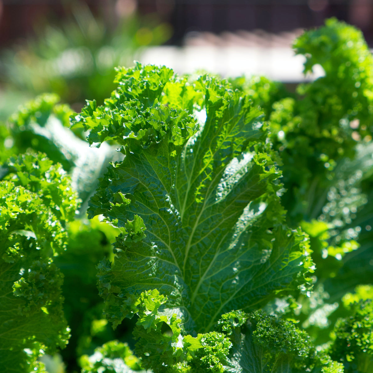 Kale - White Russian – Stoner Seed Co.