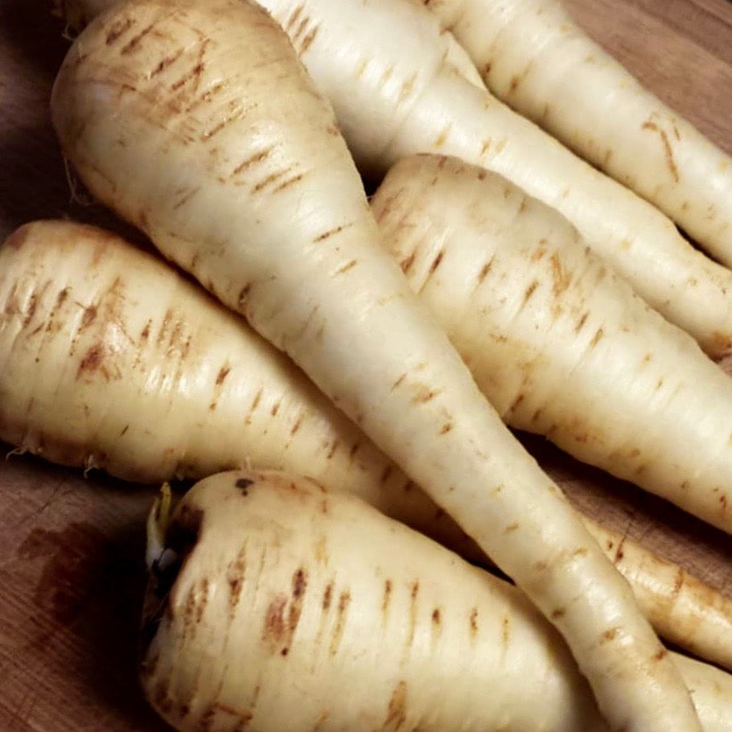 Parsnips - All American – Stoner Seed Co.