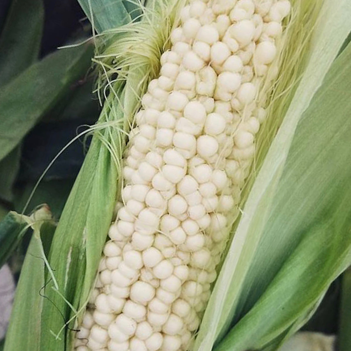 Corn - Country Gentleman OP (White Sweet Corn) – Stoner Seed Co.