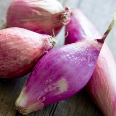 Onion - Red Torpedo – Stoner Seed Co.