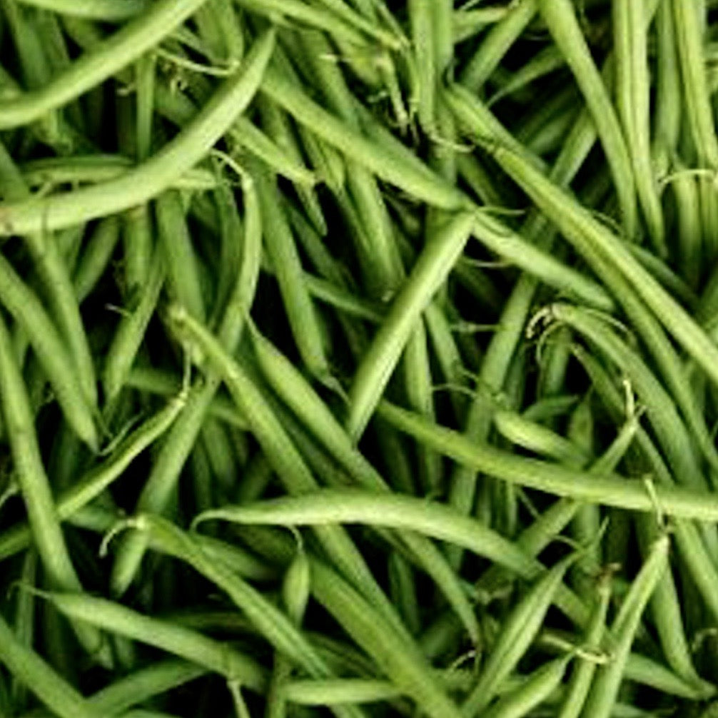 Beans - State Half Runner (Bush type snap) – Stoner Seed Co.