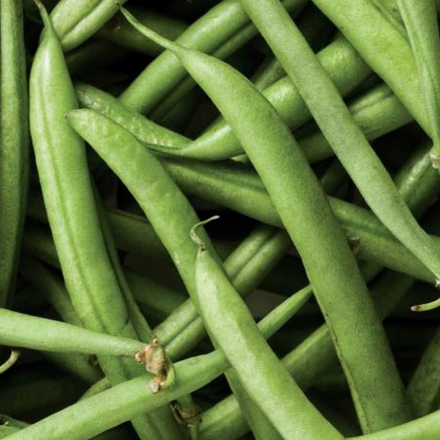 Beans - Strike (Bush type snap) – Stoner Seed Co.